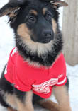 Detroit Red Wings Red Team Color Pet Jersey - 1250025